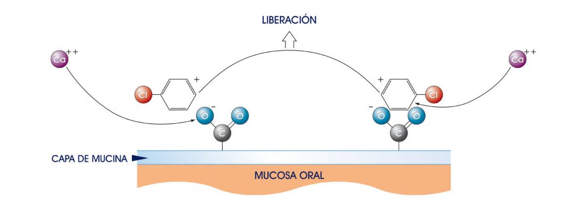 Chlorhexidine (CHX) | Dental Plaque | Perio Expertise